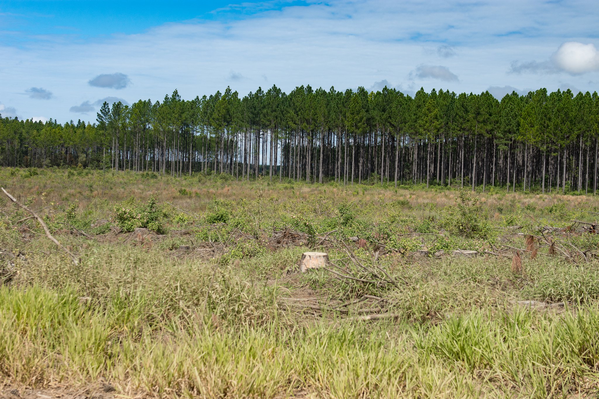 Pacific Reforestation Field Shoot in | Snappr